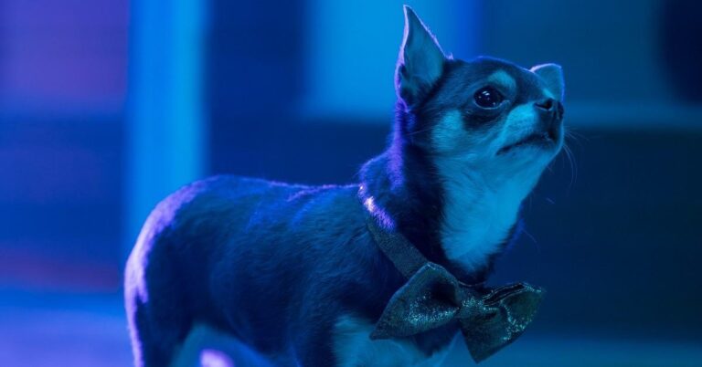 Missed the Hype? Here’s Why Will Trent Fans Can’t Stop Falling in Love ...